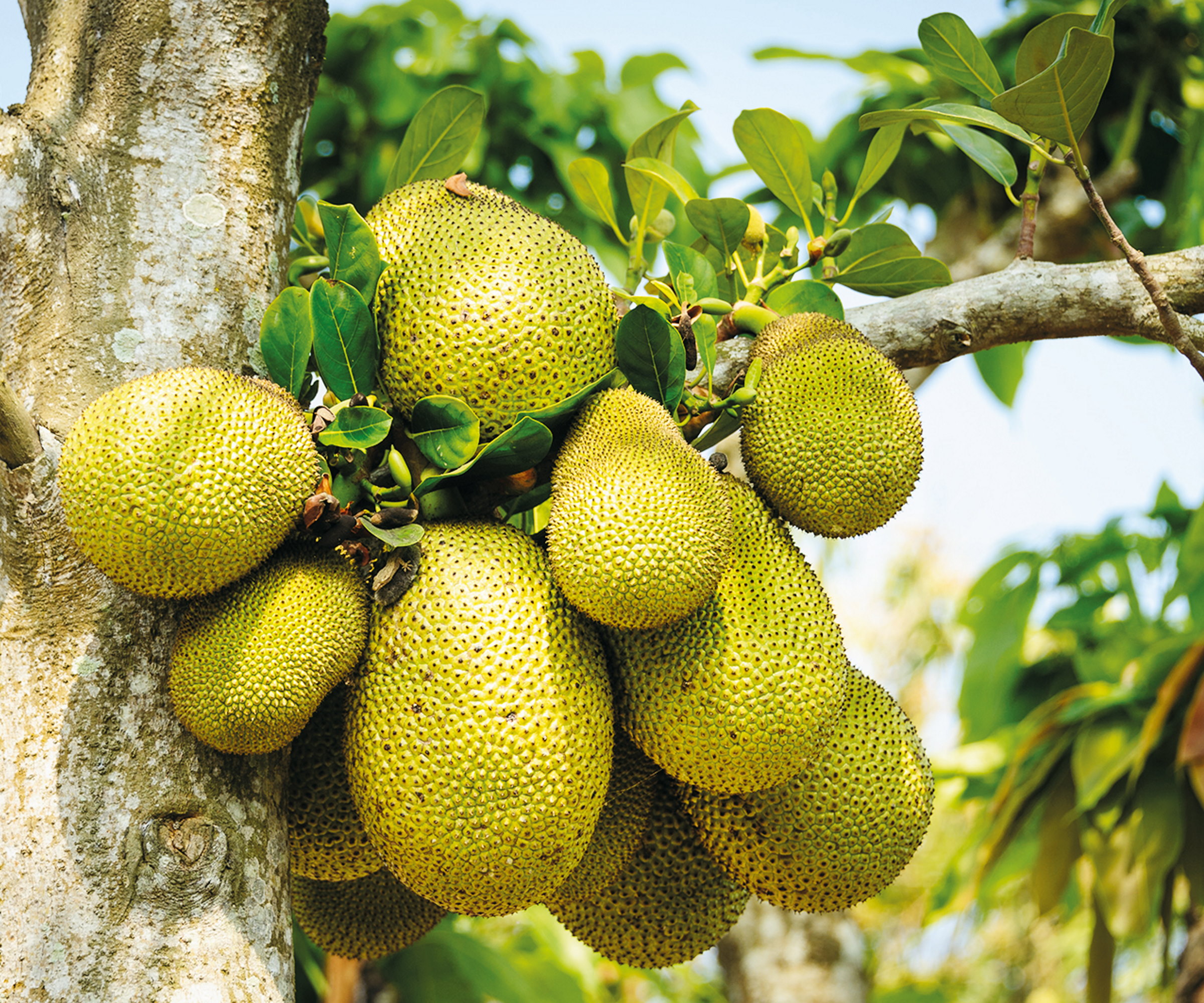 Comment faire pousser un jacquier – pour des fruits énormes que vous ...